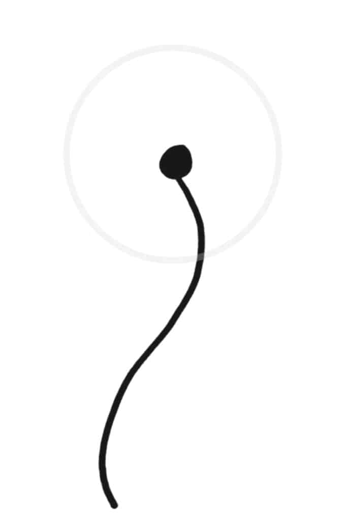 How to draw a dandelion: Easy dandelion drawing step by step tutorial