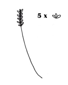 Lavender Drawing - 7 Easy Steps To A Perfect Lavender Doodle