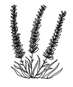 Lavender Drawing - 7 Easy Steps To A Perfect Lavender Doodle