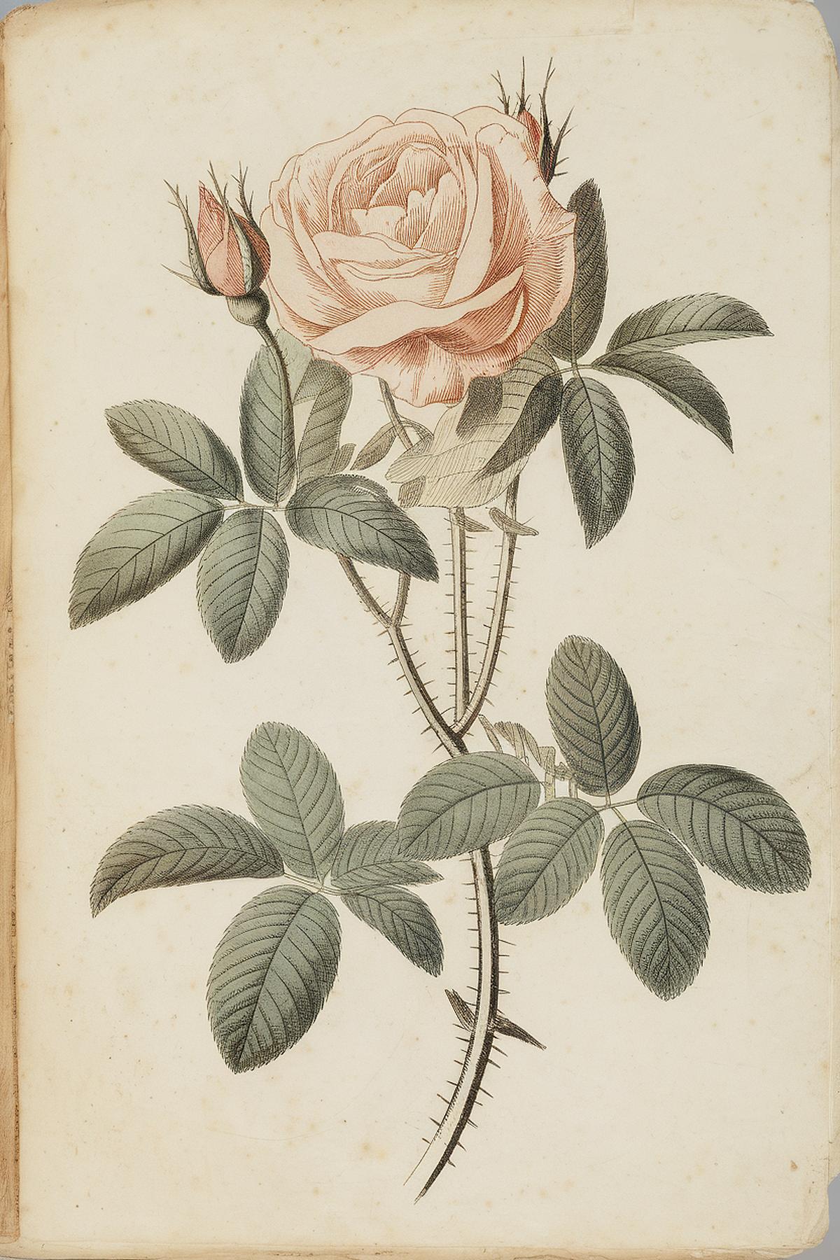 70+ Free Vintage Botanical Illustrations for Junk Journals & Crafts