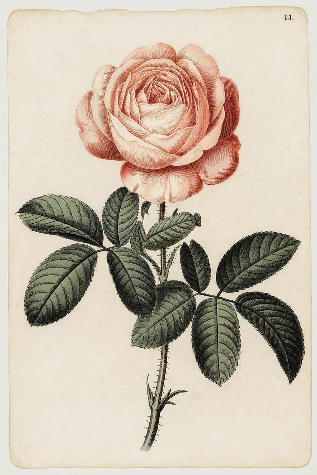 30+ Vintage Rose Illustrations - Download for FREE (2025)