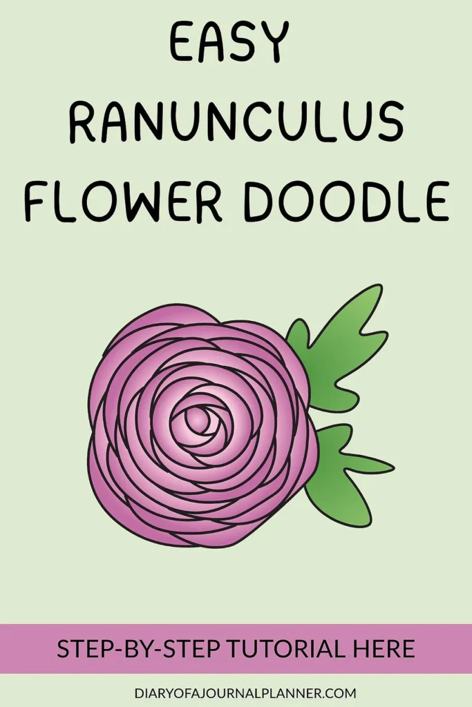 How to Draw a Ranunculus (Easy Ranunculus Drawing Tutorial for Beginners!)