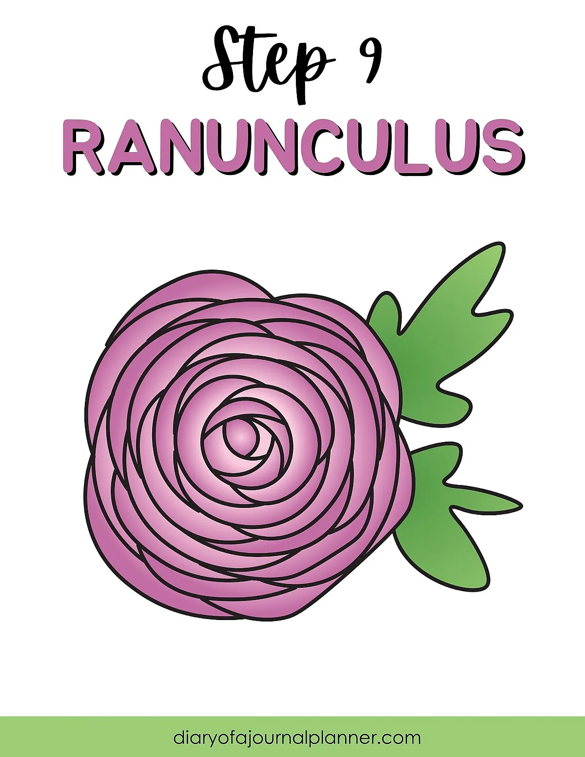 How to Draw a Ranunculus (Easy Ranunculus Drawing Tutorial for Beginners!)