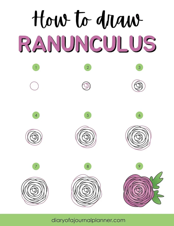 How to Draw a Ranunculus (Easy Ranunculus Drawing Tutorial for Beginners!)
