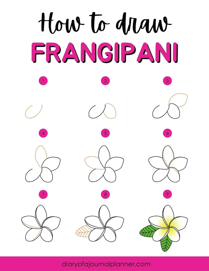 How to Doodle a Frangipani Drawing